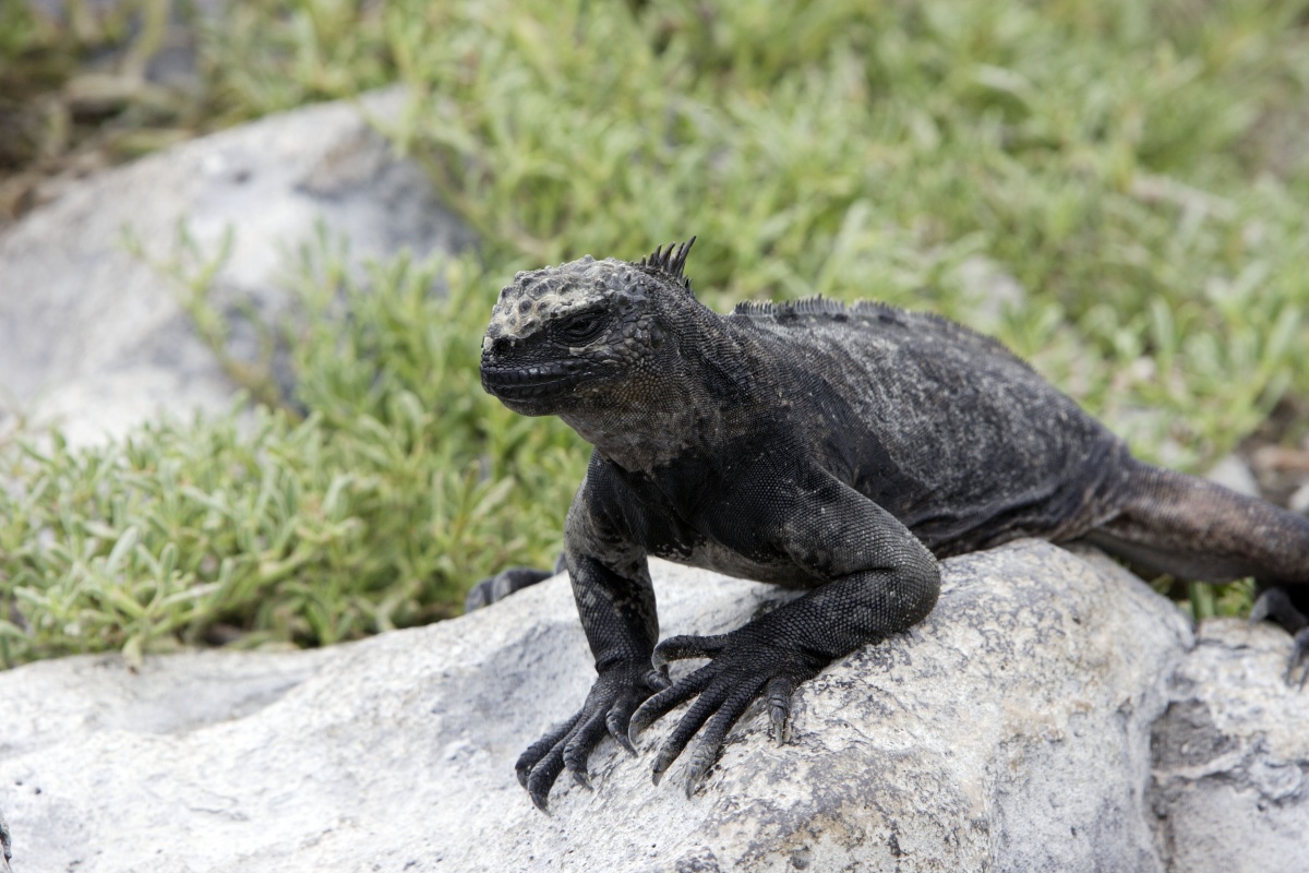 Bbc Iguana Running On Sport Center From Snakes Flash Sales ...