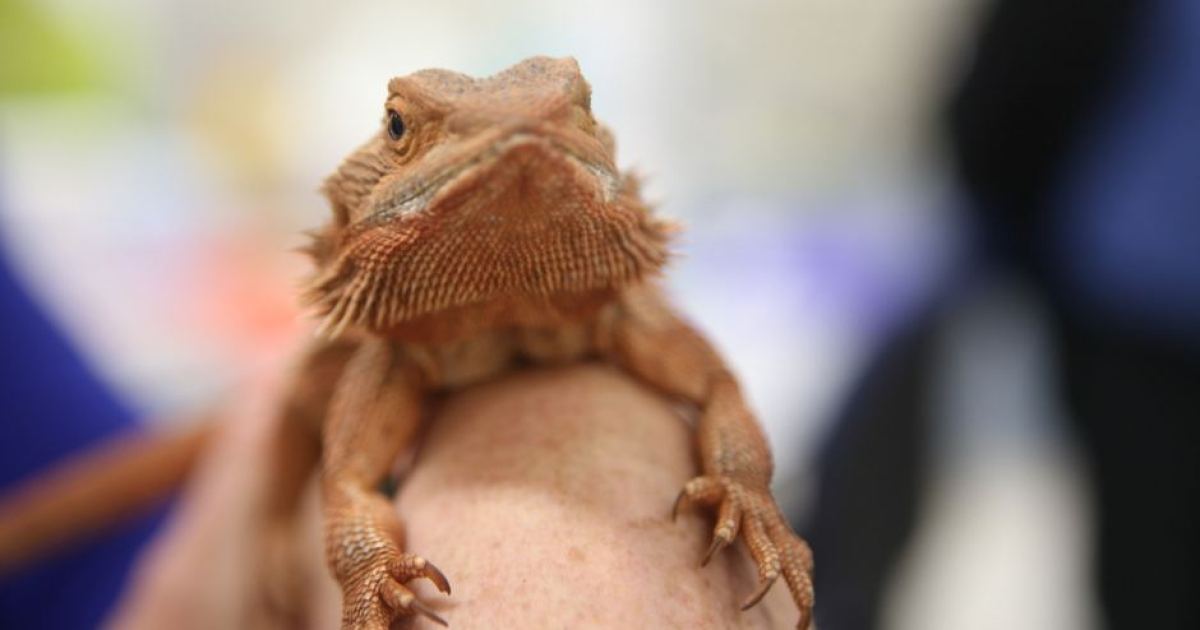 Aussie scientists unlock reptile sex swap mystery