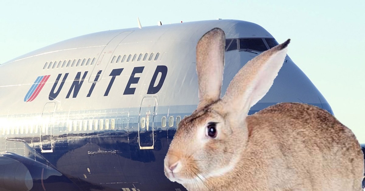 United Airlines sued over death of giant rabbit