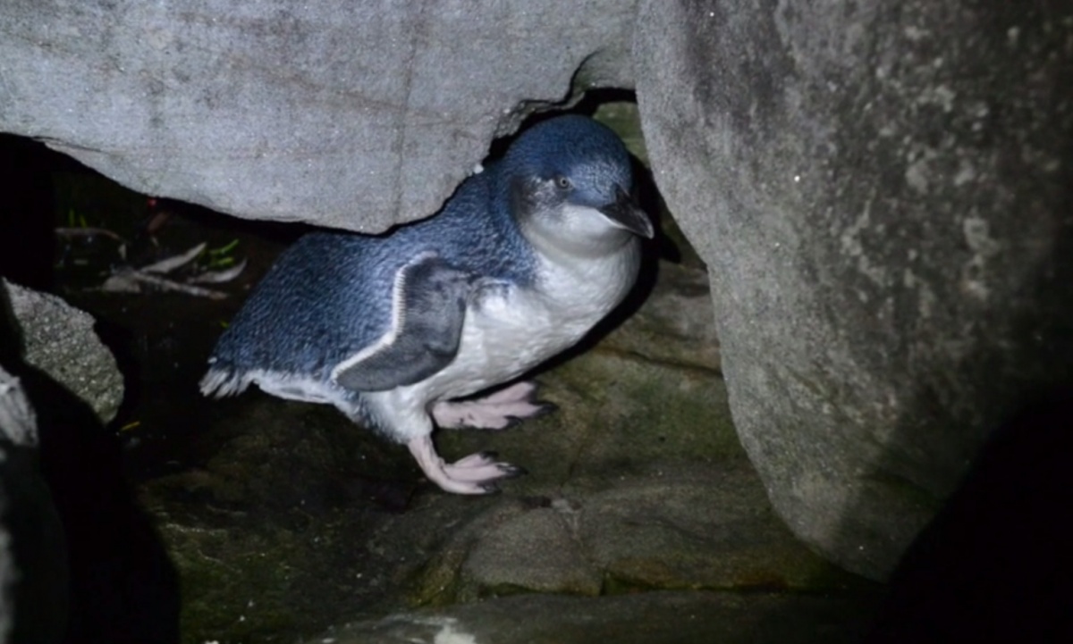 Tasmania shocked by third mass penguin slaughter