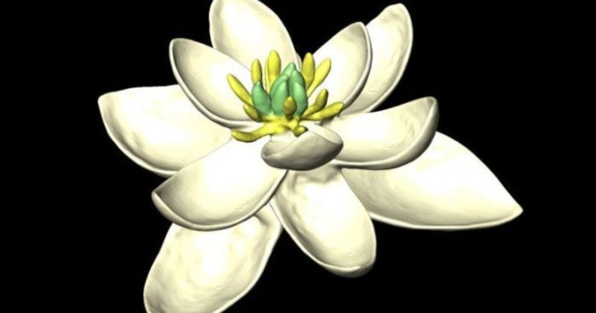 What did the first ever flower look like?