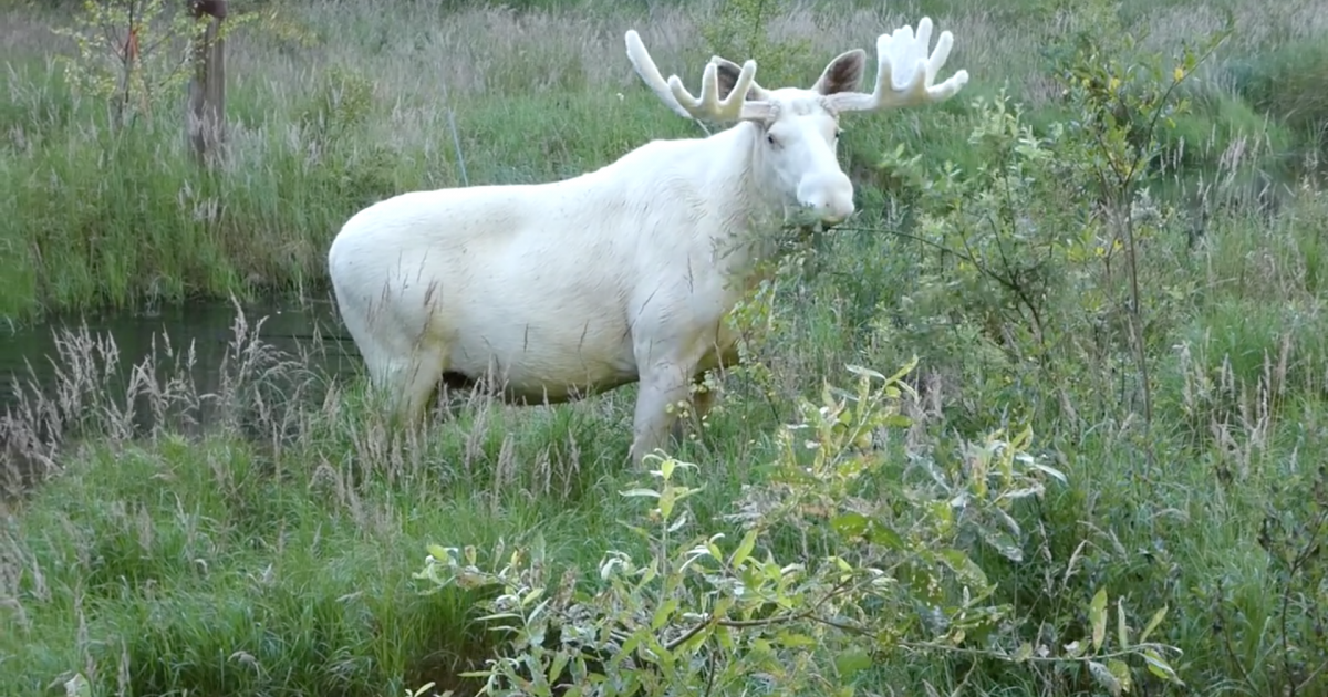 Rare white moose becomes viral sensation | The New Daily
