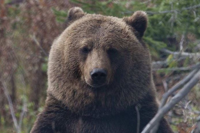 Zoo patrons watch in horror as bear kills keeper
