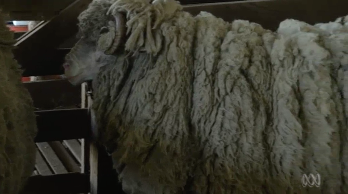 After five years on the run, Brian the ram has a date with the clippers ...