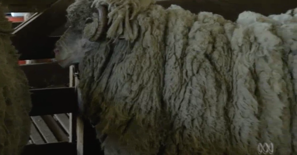 After five years on the run, Brian the ram has a date with the clippers ...