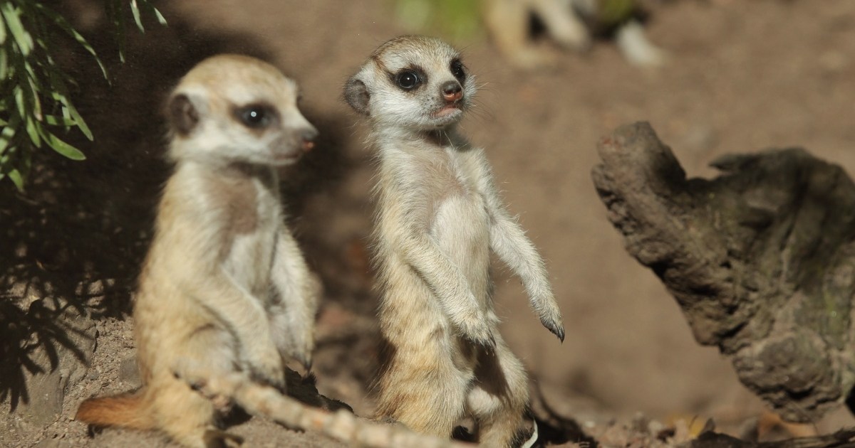 Meerkat pups pop up at Melbourne zoo