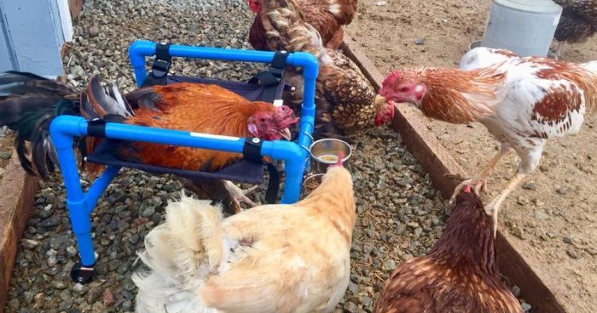 Injured rooster has something to crow about