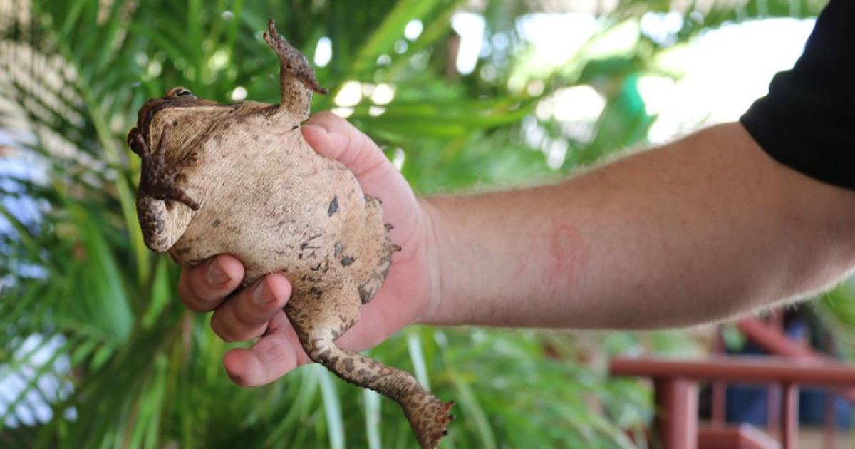 Cane toads are getting harder, better, faster, stronger