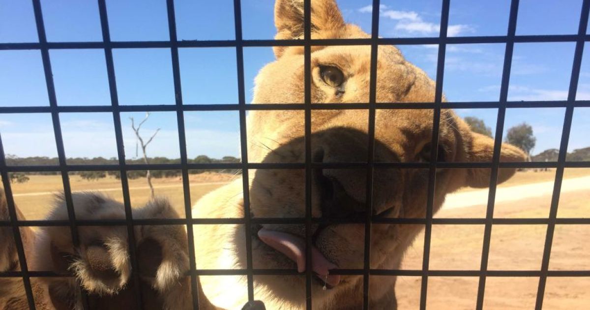 Zoo's people cage tipped for a roaring success