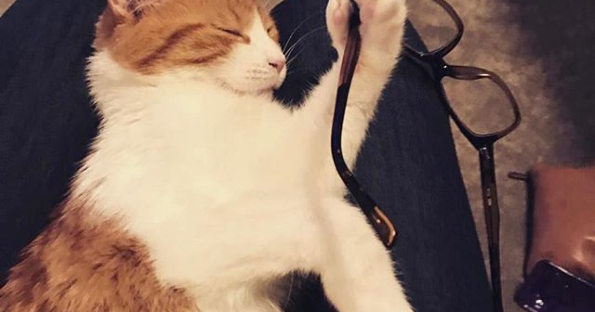 New Zealand's 'First Cat' Paddles mourned | The New Daily