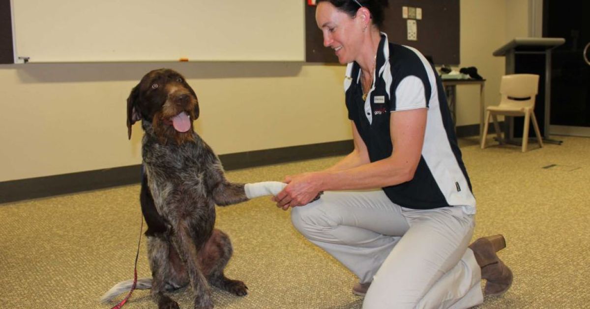 Pet owners learn lifesaving skills at animal first aid course