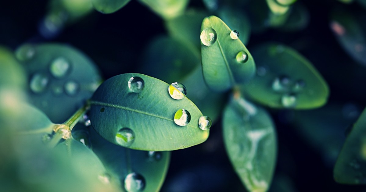 Plants release up to 30 per cent more CO2 than previously thought