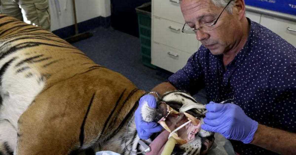 Sumatran tiger has tooth surgery at Melbourne Zoo