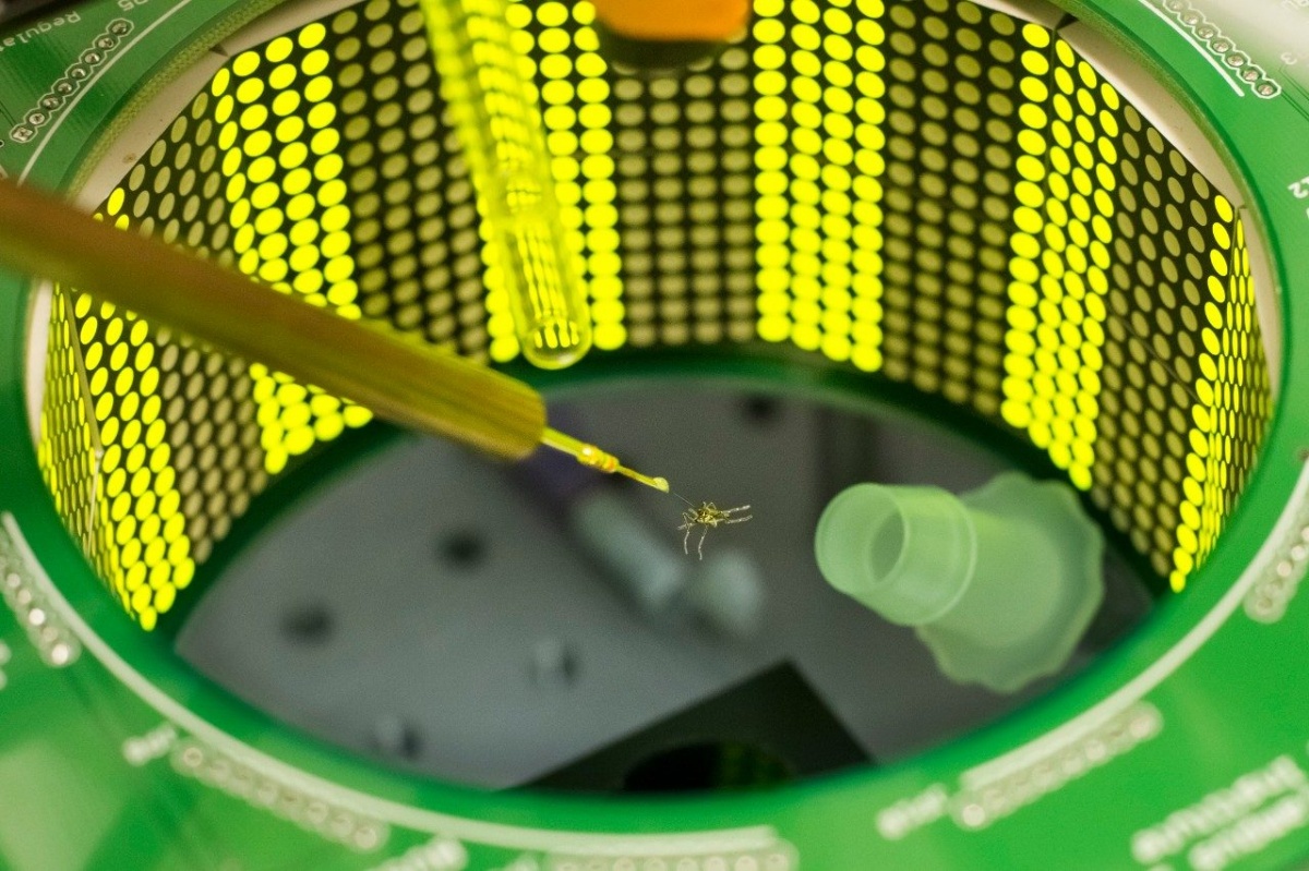 Swatting mosquitoes may make them buzz off