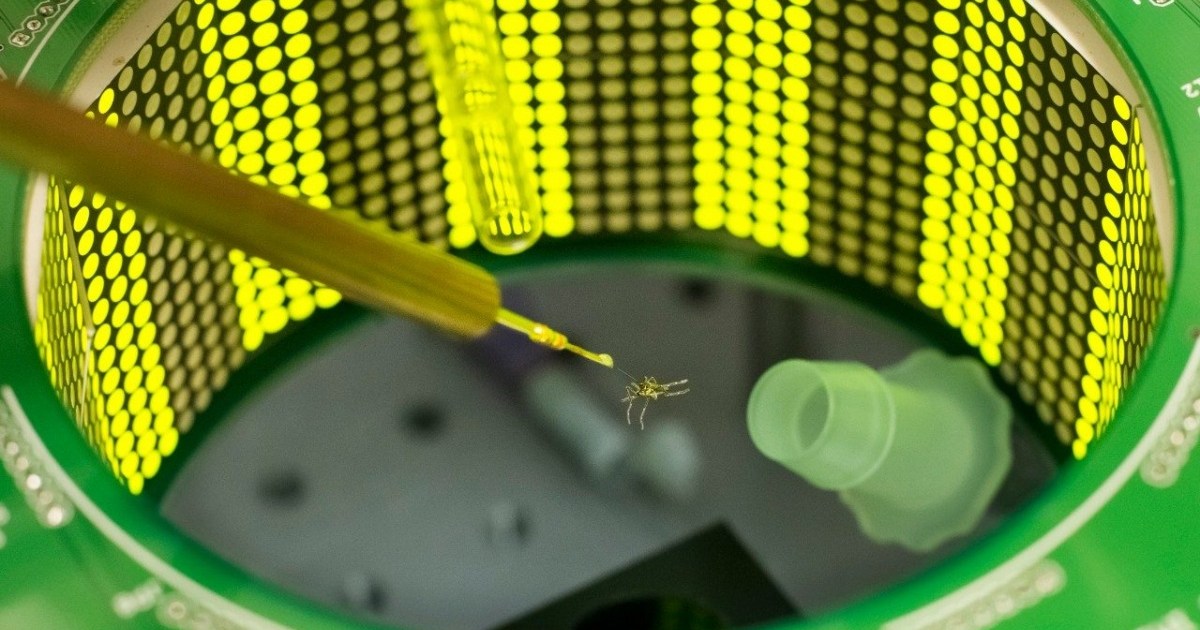 Swatting mosquitoes may make them buzz off