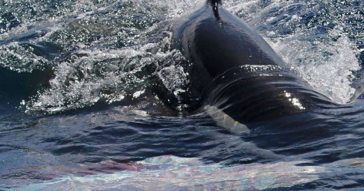 Orcas launch mass attacks off Spain's coast