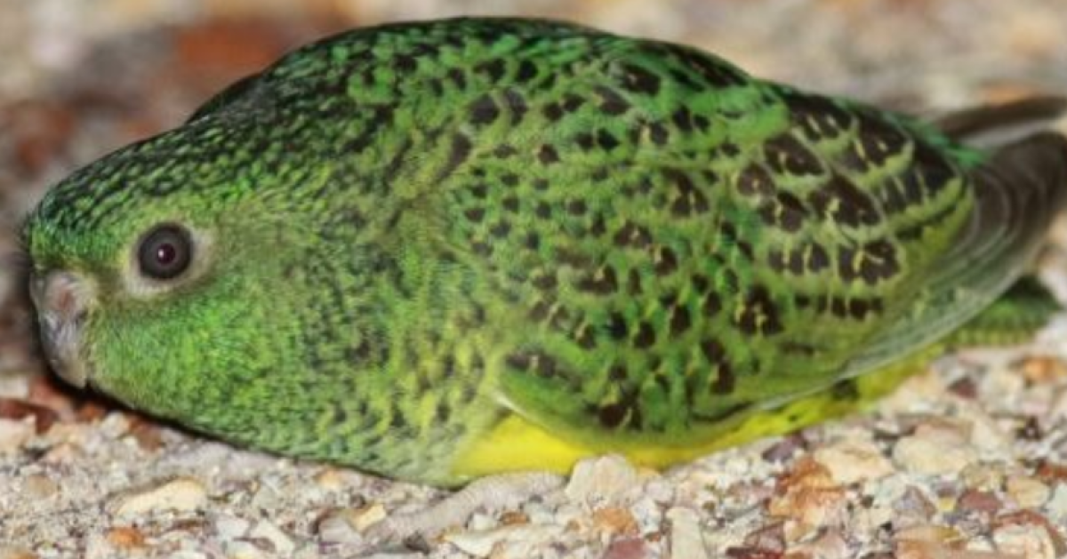 The enigma of the night parrot, Australia's rarest bird