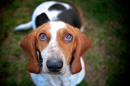 Rental Laws Bad News For Pets The New Daily