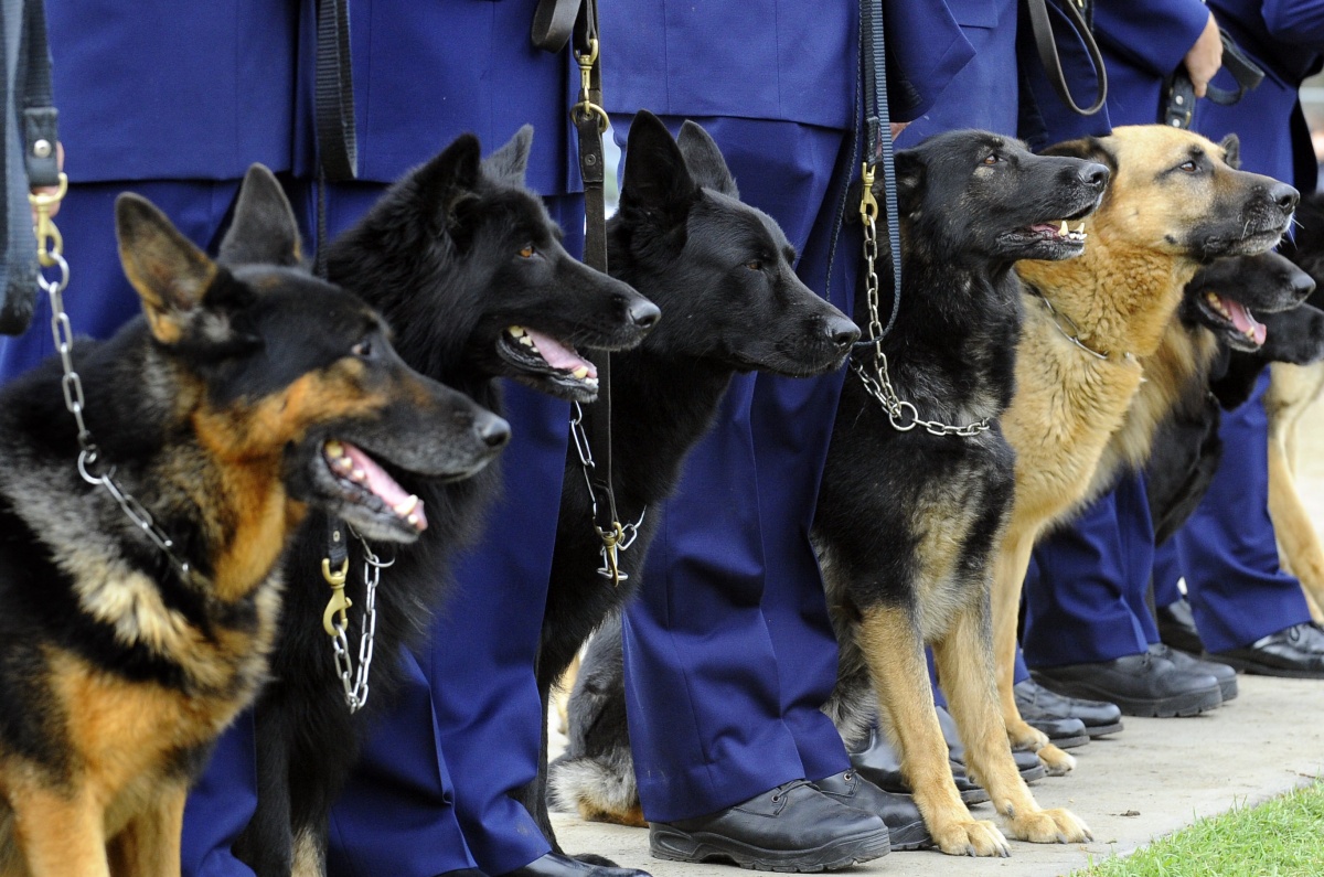 One police dog dead and eight ill from suspected food poisoning