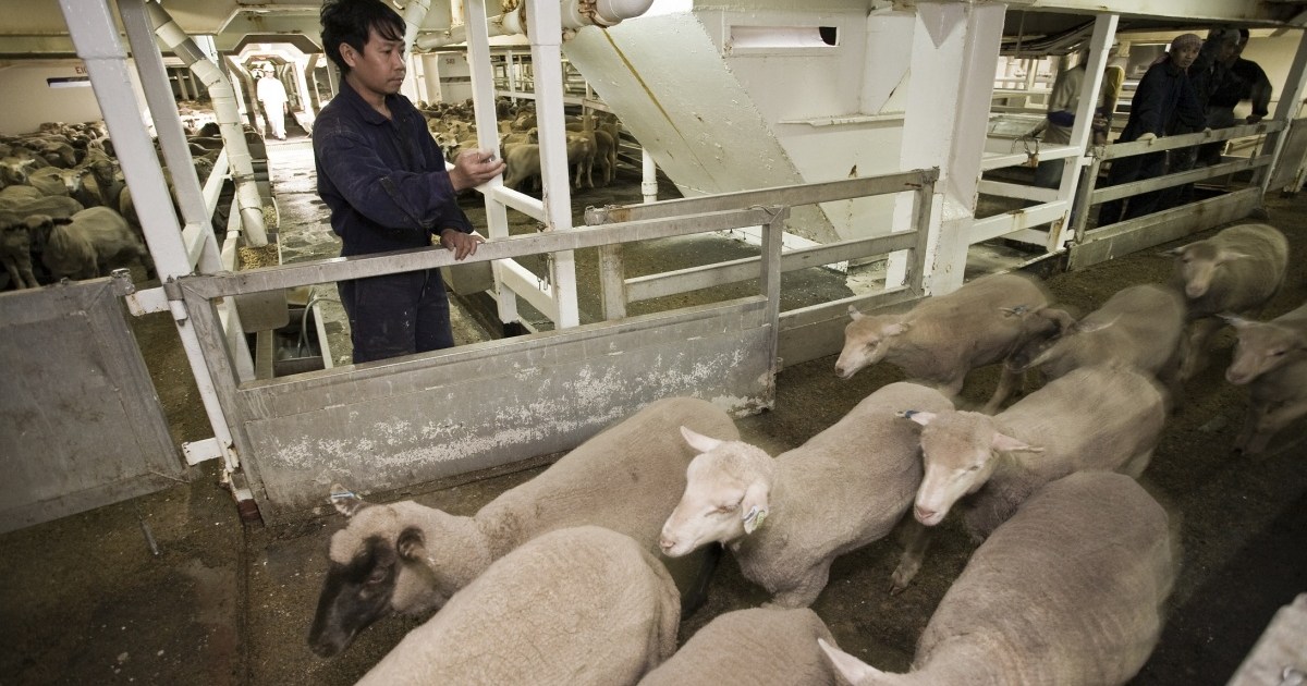 Why we live export in Australia and is it unethical