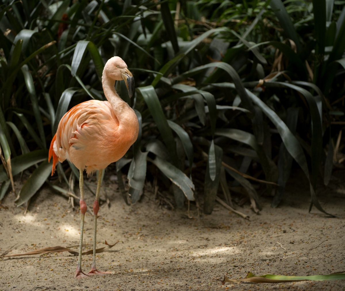 Australia's only flamingo euthanased at Adelaide Zoo