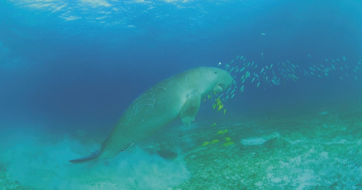 WWF to buy net licence on the Great Barrier Reef for dugongs