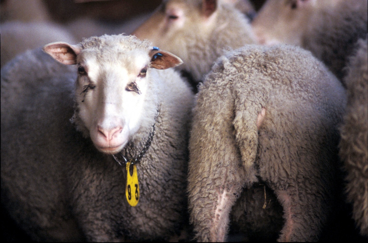 PM hits out at Labor's planned ban on live sheep exports