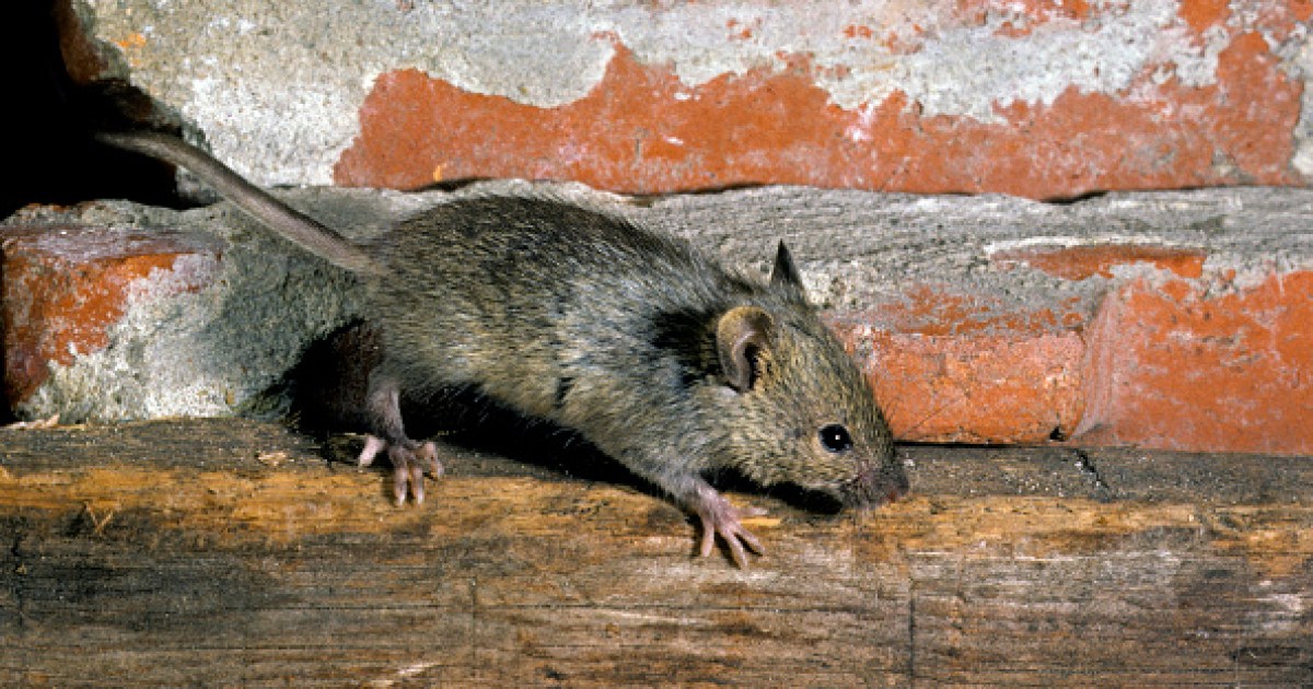 Myths and methods to get rid of unwanted mice