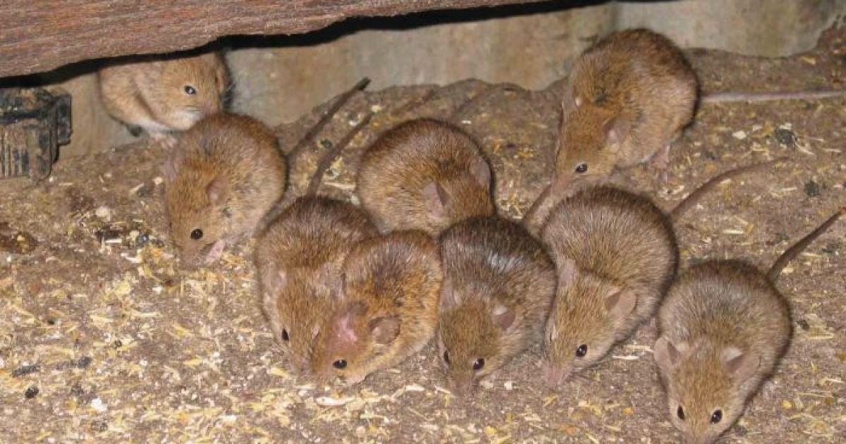 Cannibal mice eat each other harvest ends | The New Daily