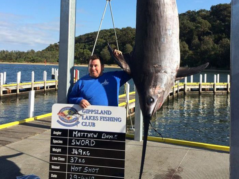 Massive swordfish could smash Australian record