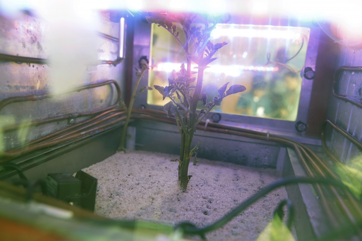 Bacteria that can grow in space could help humans breathe on Mars