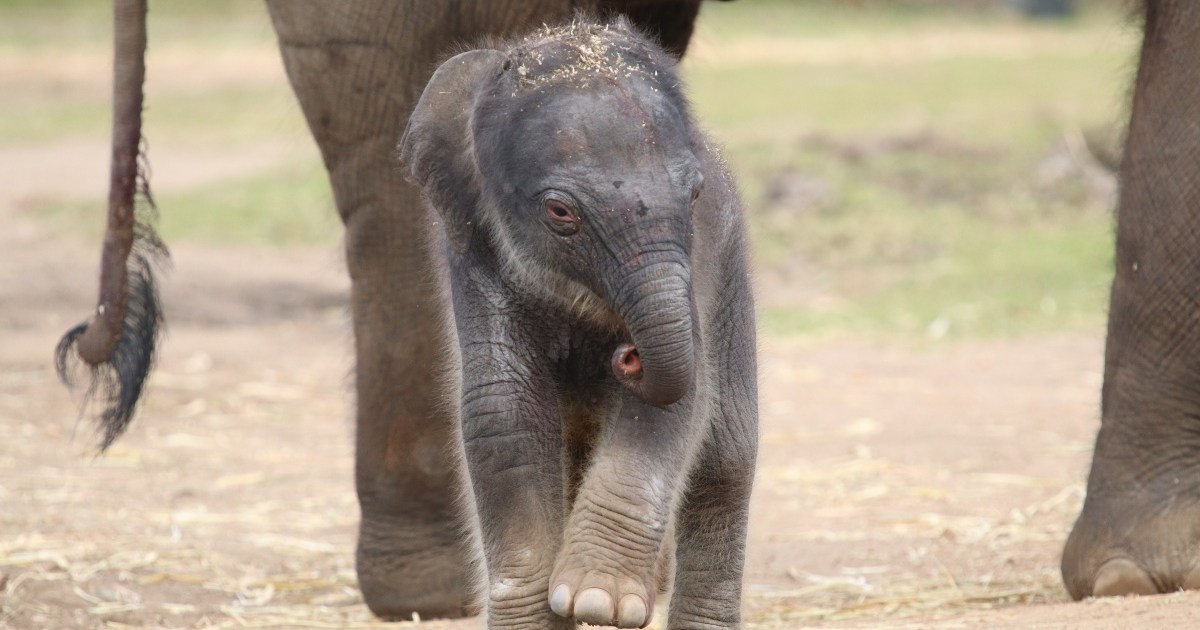 Baby elephant takes first steps in NSW zoo | The New Daily