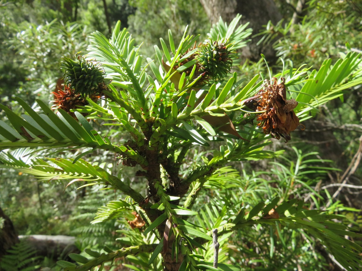 Top-secret NSW plantation of 'dinosaur tree' Wollemi Pine