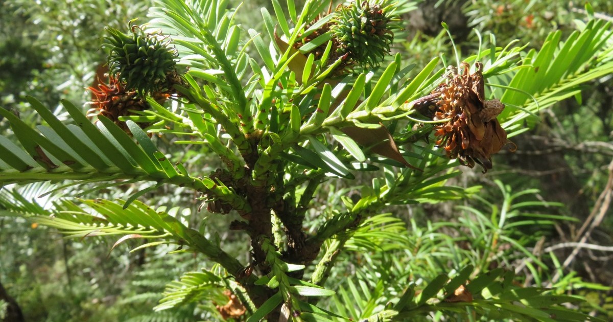 Top-secret NSW plantation of 'dinosaur tree' Wollemi Pine