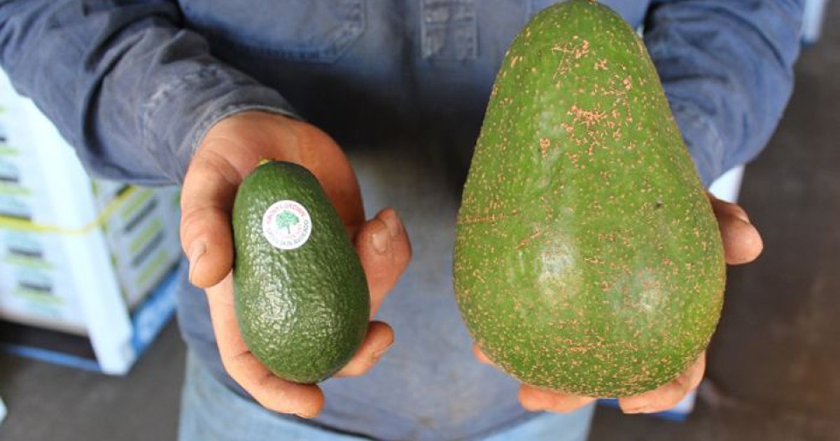 'Unforgettable’: The giant avocados that weigh more than a kilo