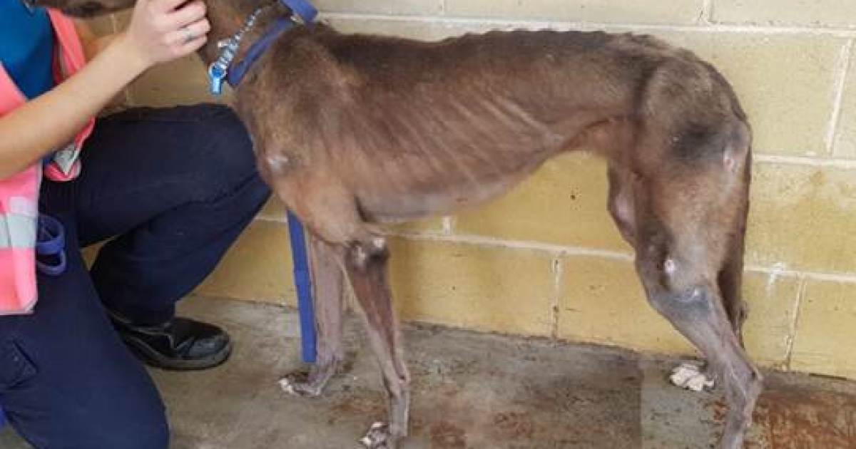 Mass grave of dead greyhounds uncovered in Sydney by RSPCA NSW