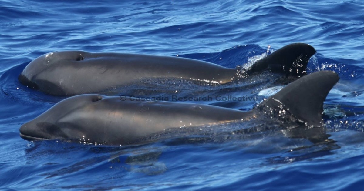 Don't call rare hybrid a 'wholphin'