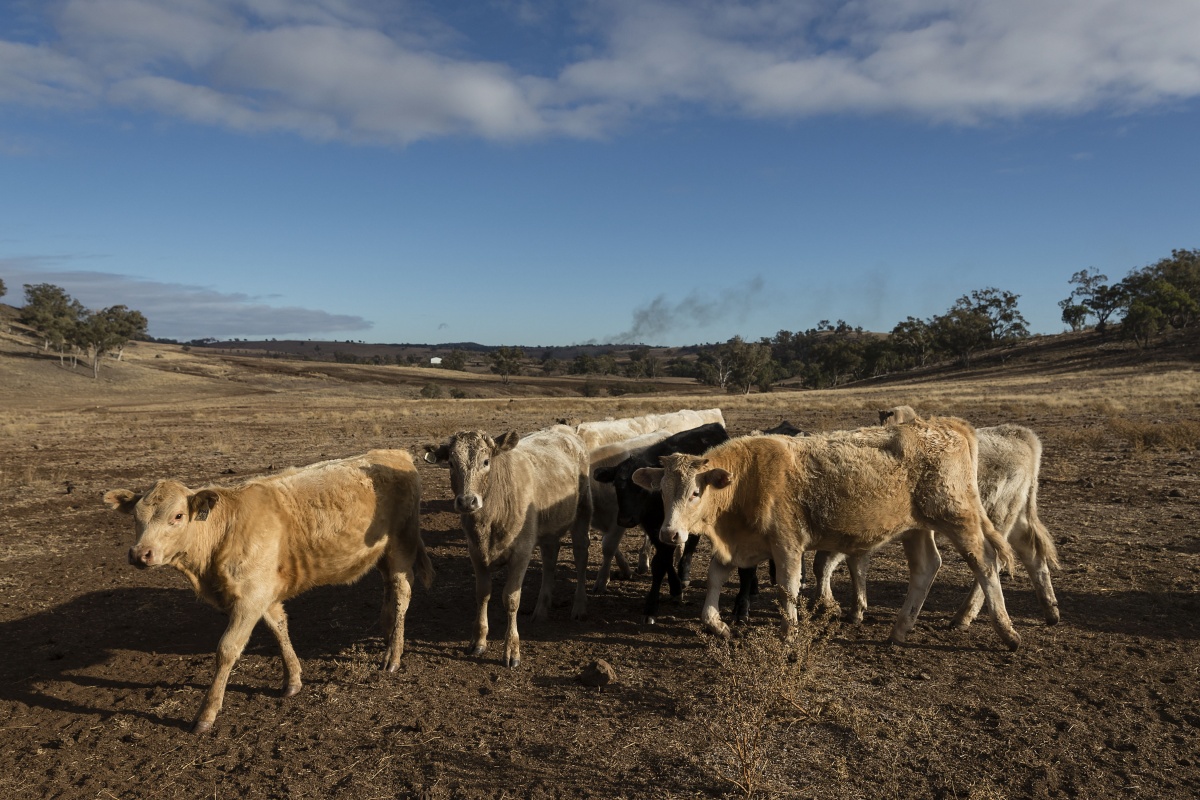 Whole of NSW officially declared in drought | The New Daily