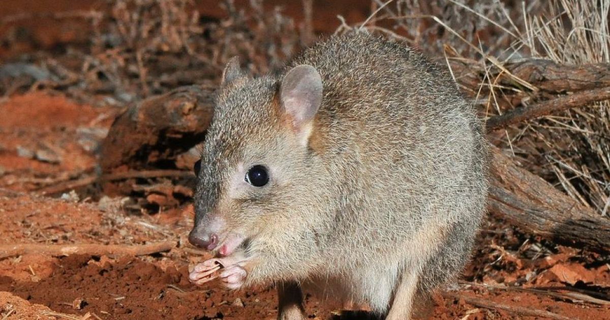 Endangered bettongs return to SA after more than a century