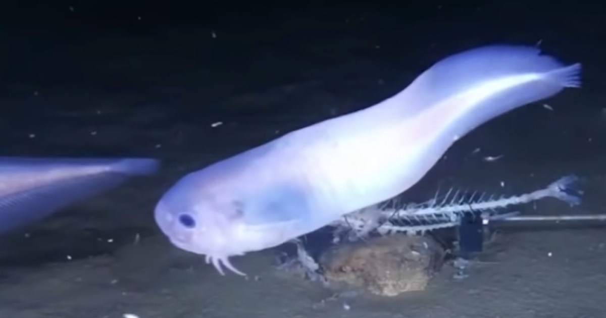 Scientists discover new species of fish on ocean floor