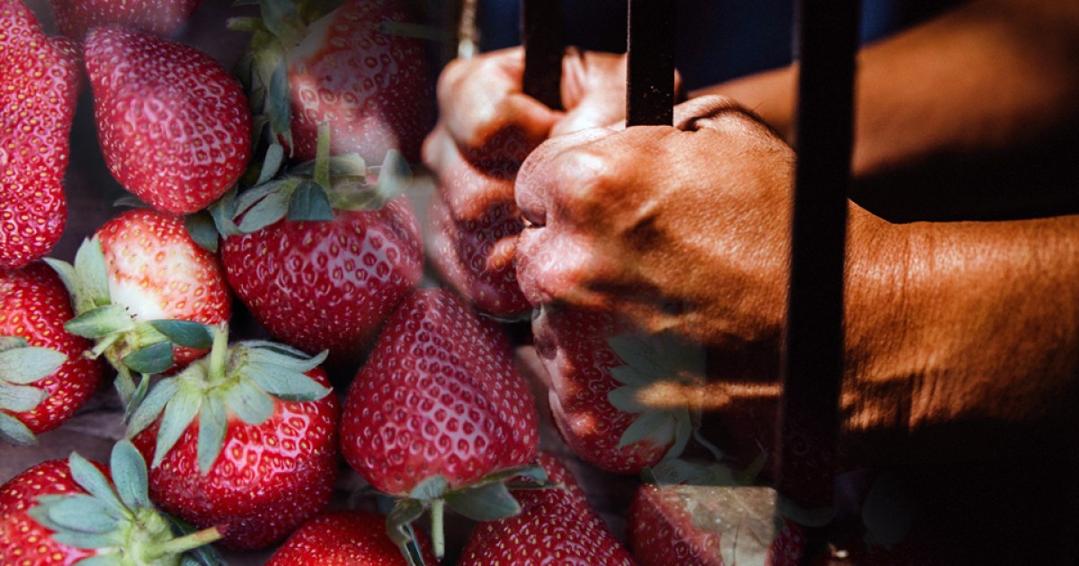 High strawberry crimes: What else gets you 15 years | The New Daily