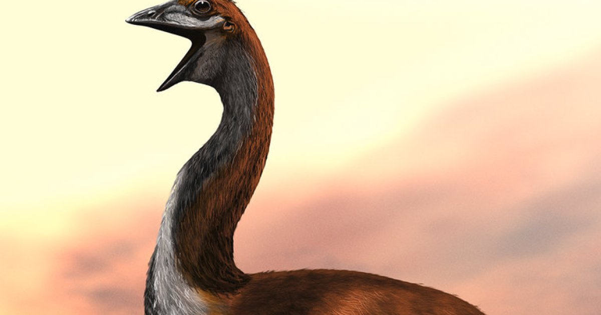 Biggest bird ever: Aussie's demon duck of death close second