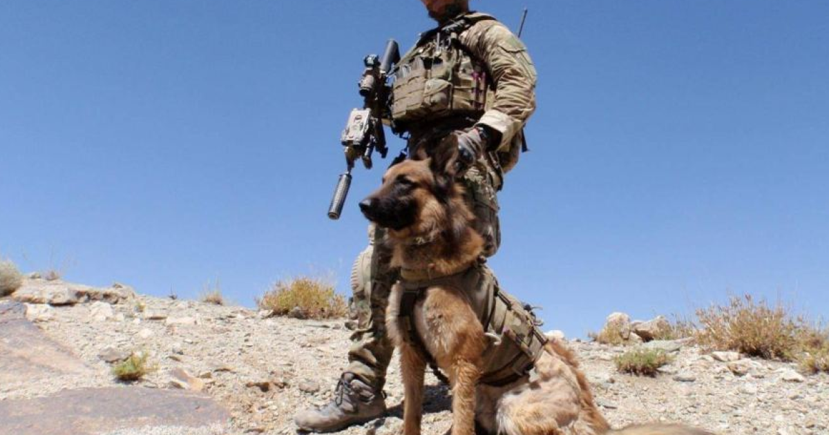 Kuga, the bravest dog ever to save a Digger's life