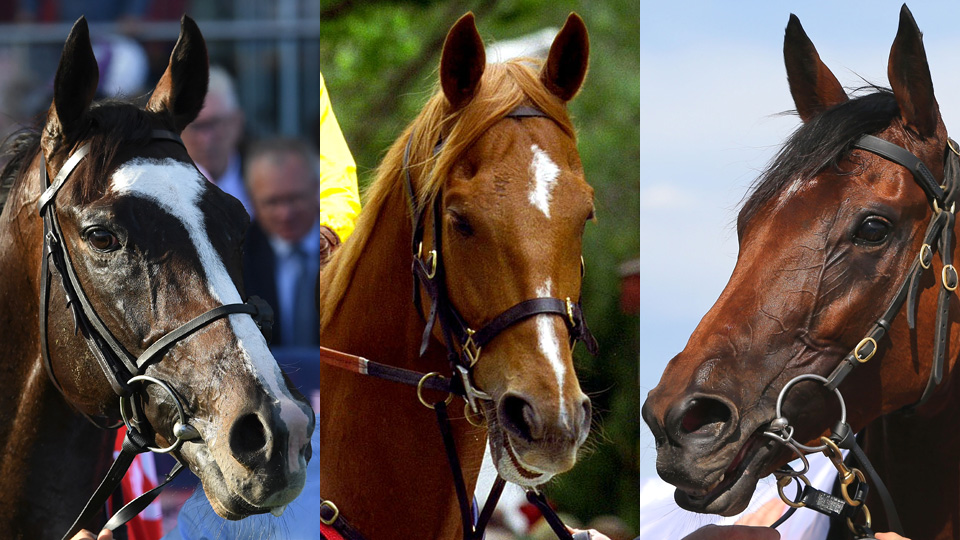 How do racehorses get their names? | The New Daily