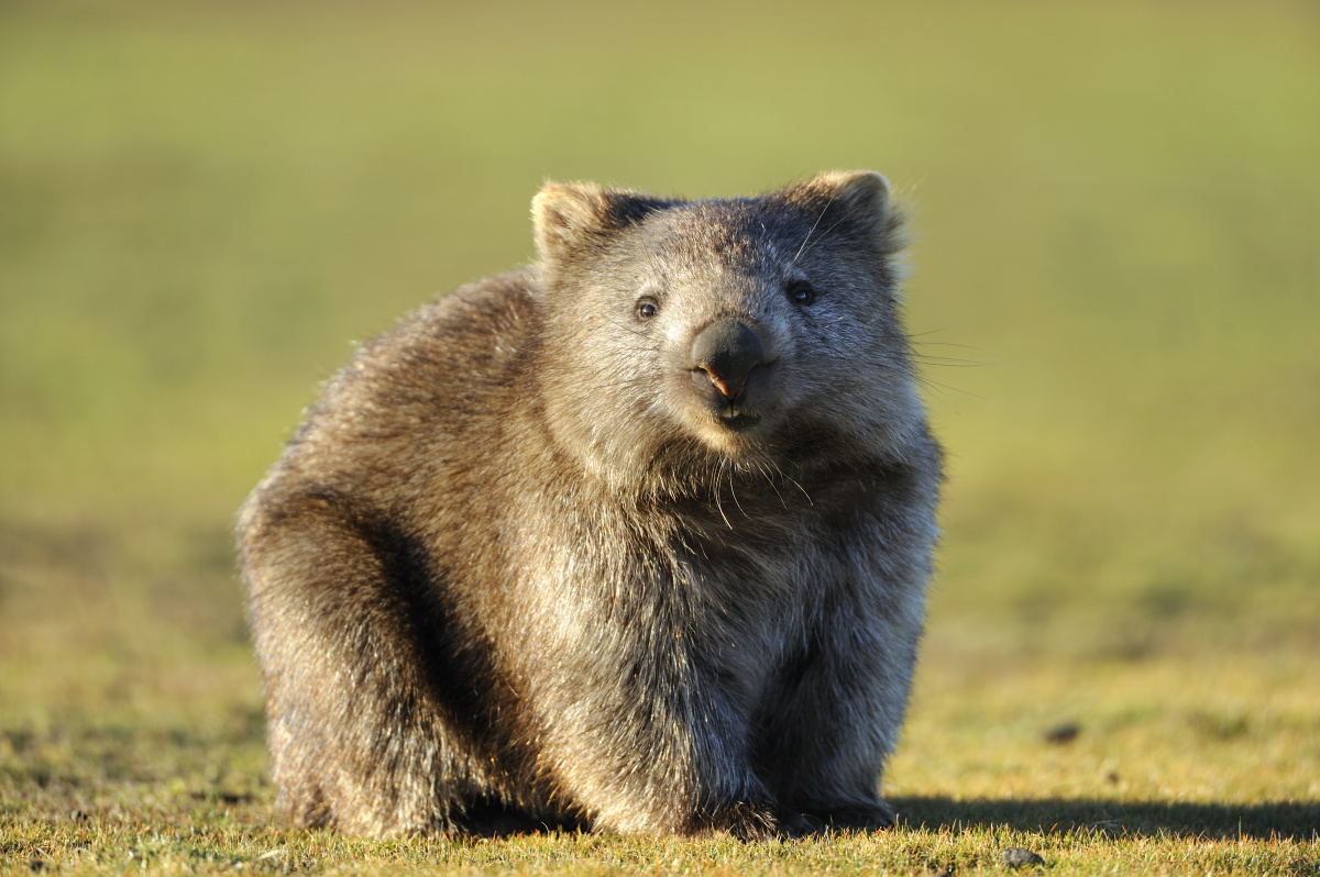Scientists finally reveal how wombats produce cube-shaped poo | The New ...
