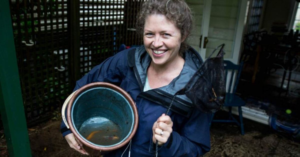 Fish finding its way home in Sydney flash flooding