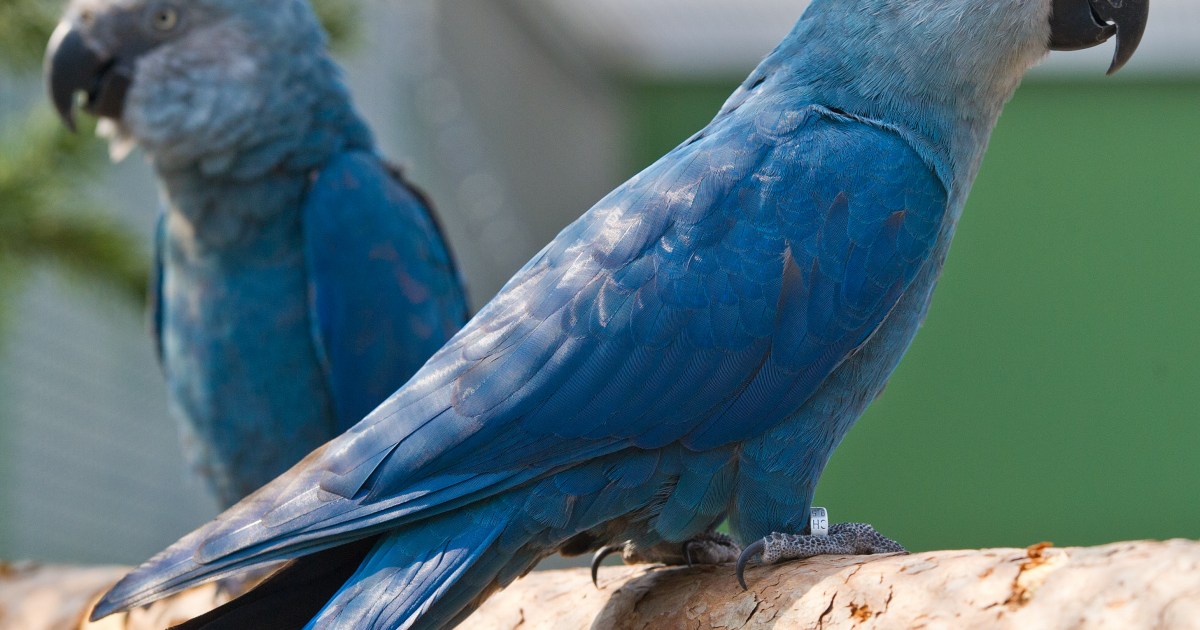 Great extinction: Blue macaw from the hit movie Rio joins Nature's ...