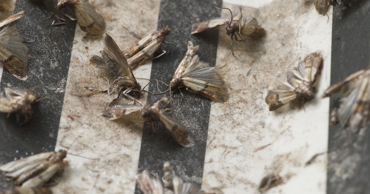 How to deal with the pantry moths lurking in your food