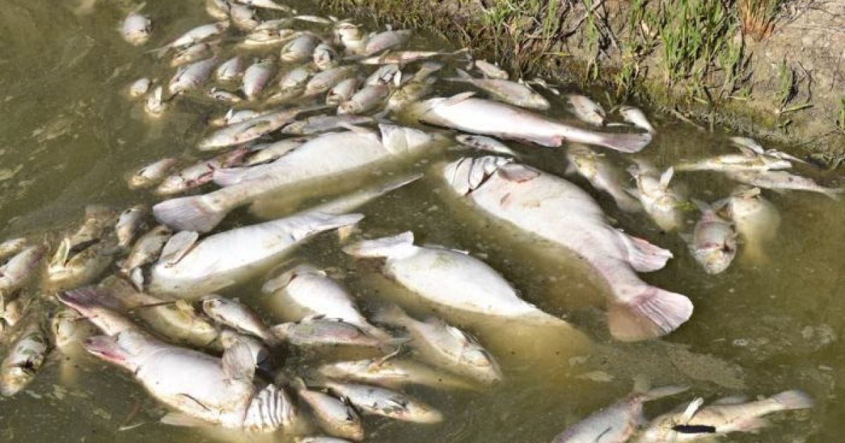 'Perfect storm' led to mass Darling River fish kills | The New Daily
