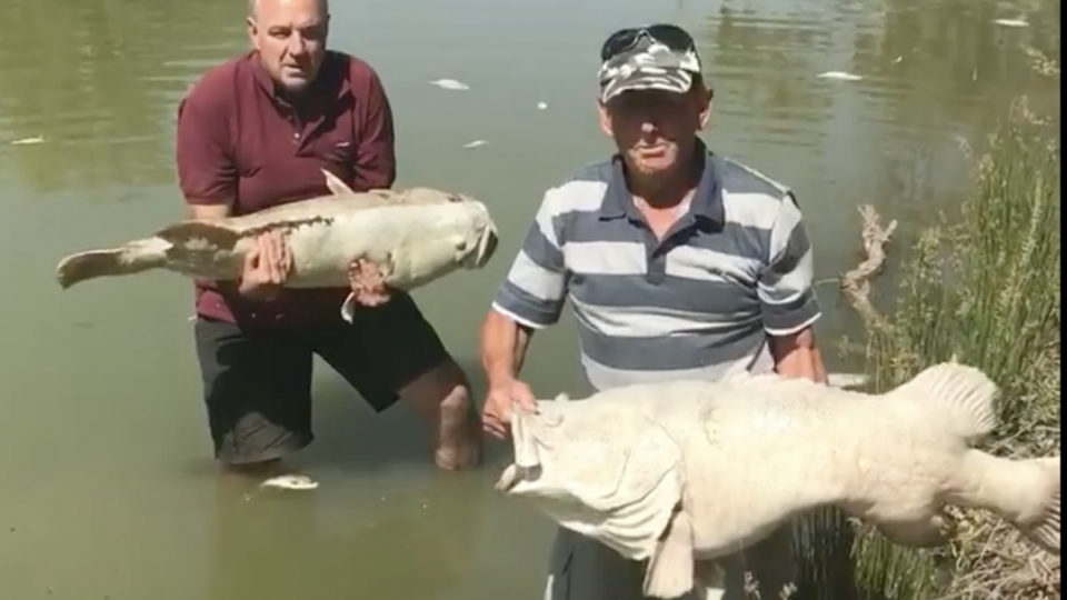 The other Murray-Darling wildlife disaster – it’s what you don’t see ...